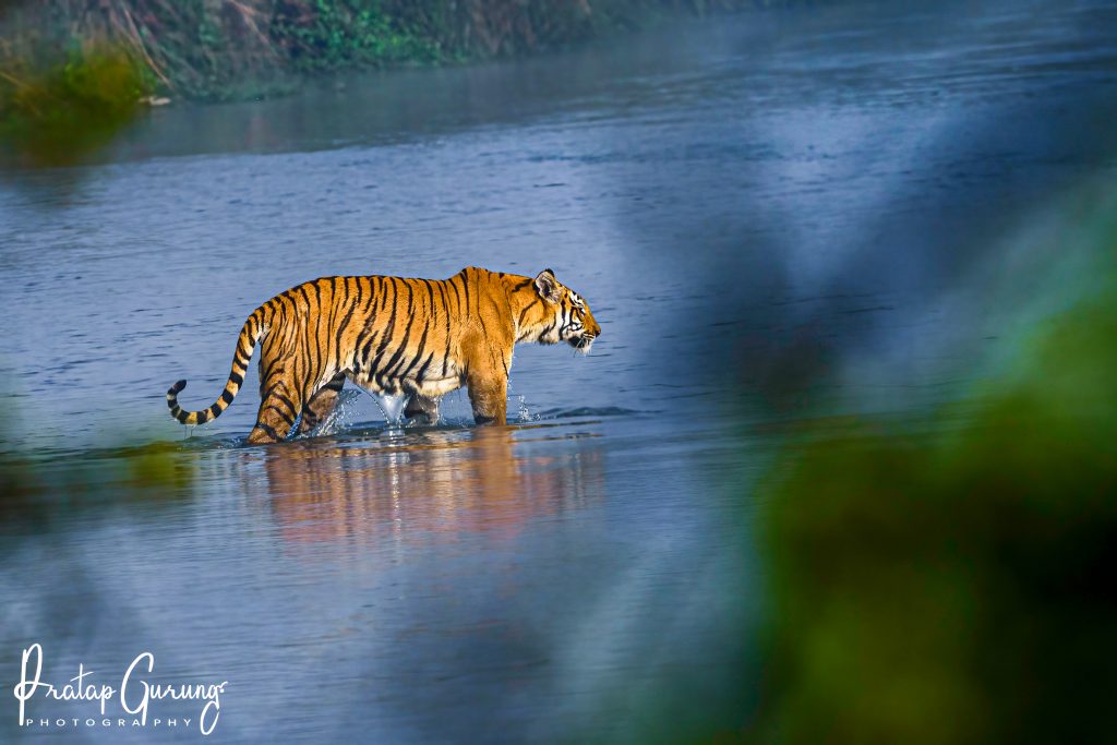 Incredible Chitwan Wildlife Tour: 4-Day Jungle Safari